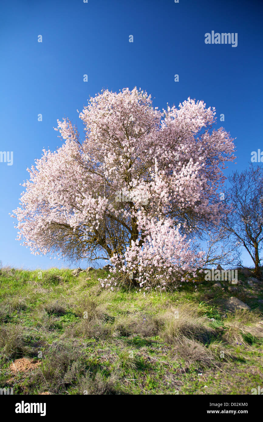 cherry trees flowering at the country in Spain Stock Photo - Alamy