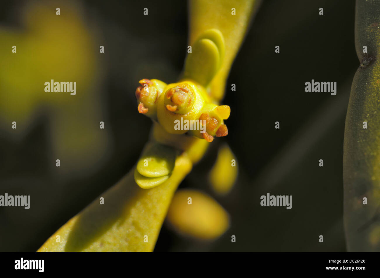 Mistletoe, Viscum album, Female flowers Stock Photo - Alamy