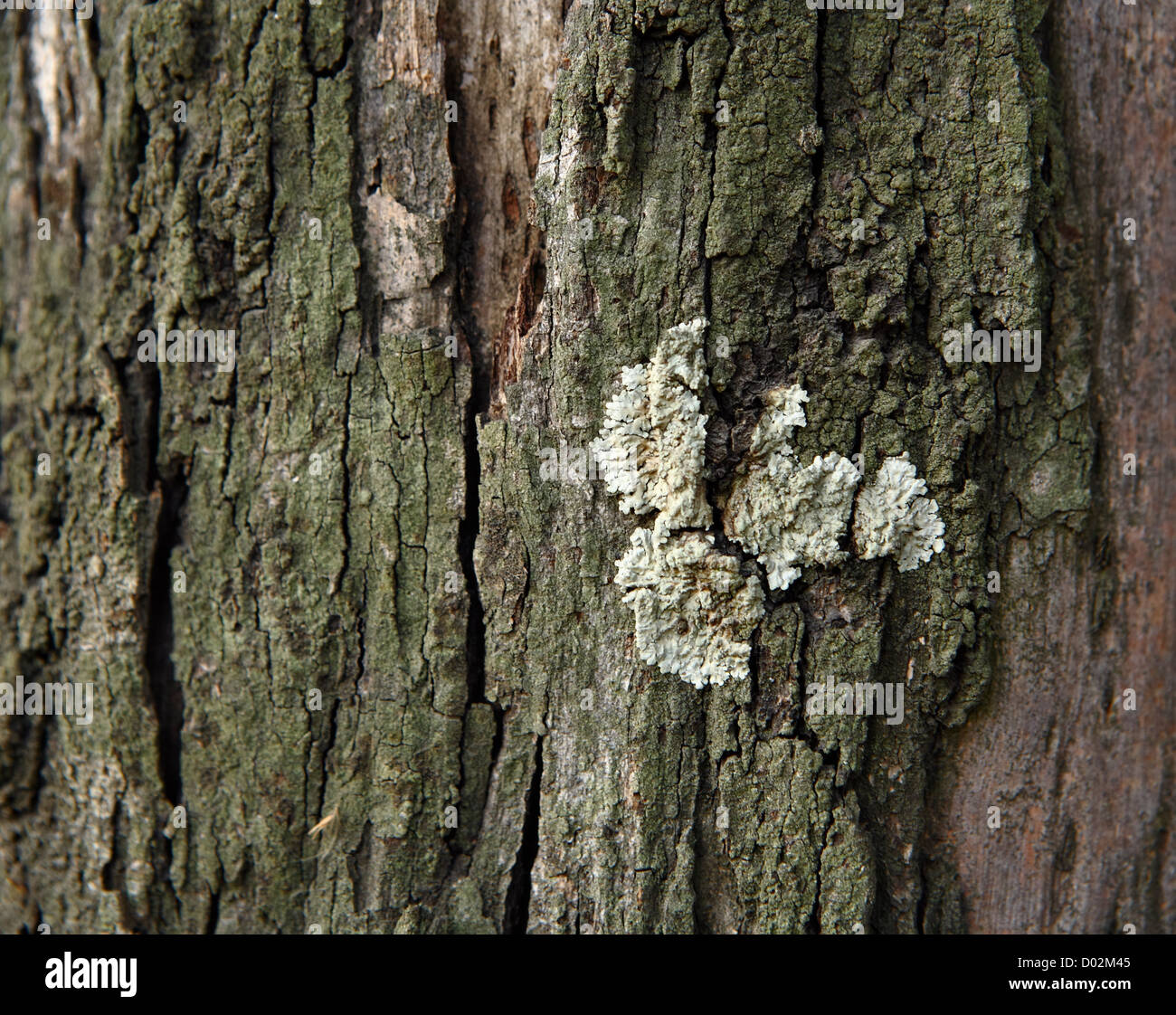 Lichen and fungus hi-res stock photography and images - Alamy