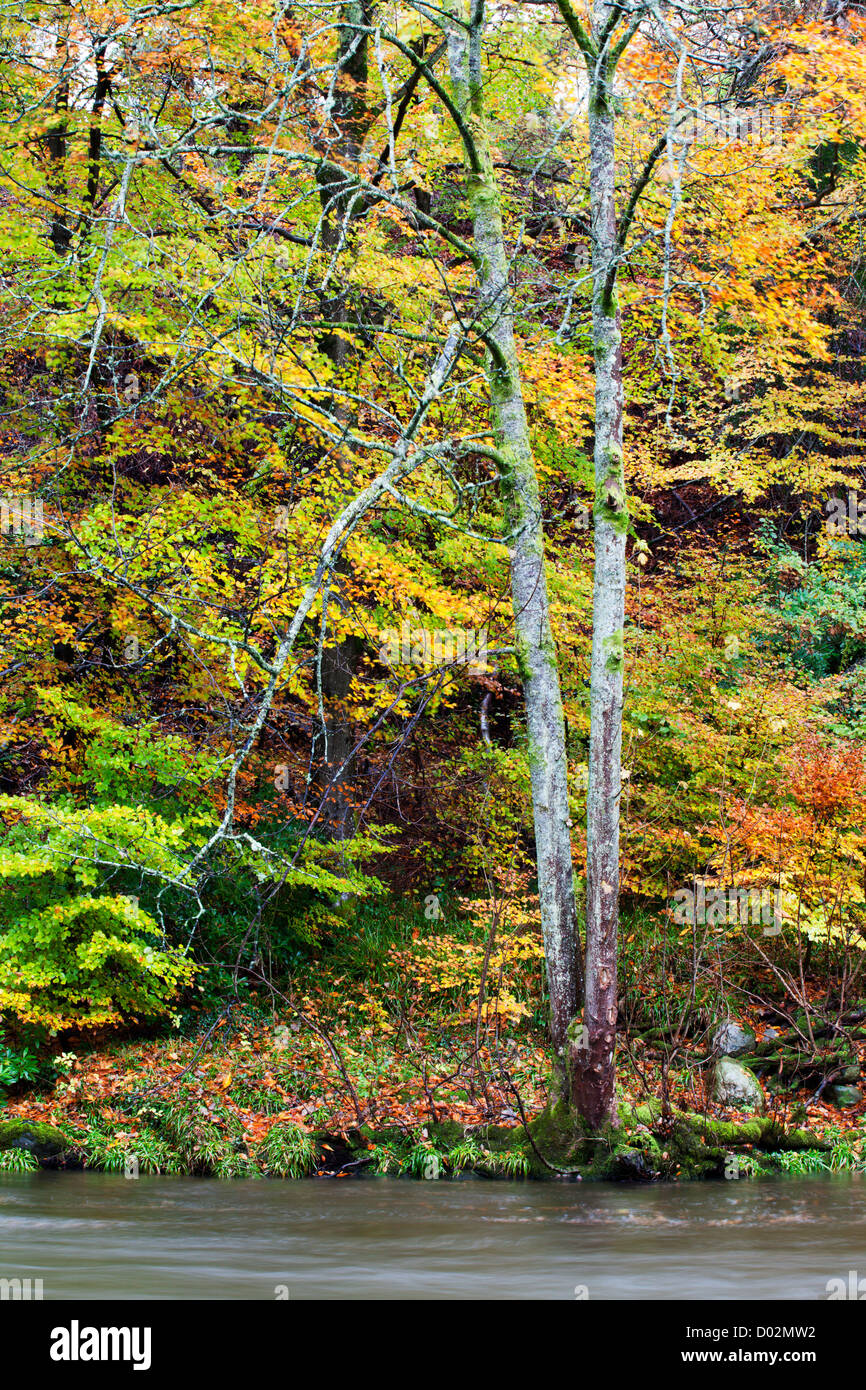 Autumn Trees by the River Greta Keswick Cumbria England Stock Photo - Alamy