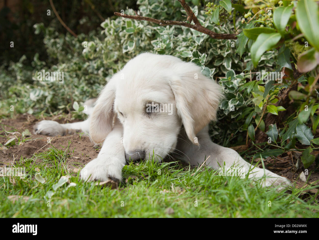 Golden Retriever Puppy Digging in a garden Stock Photo - Alamy