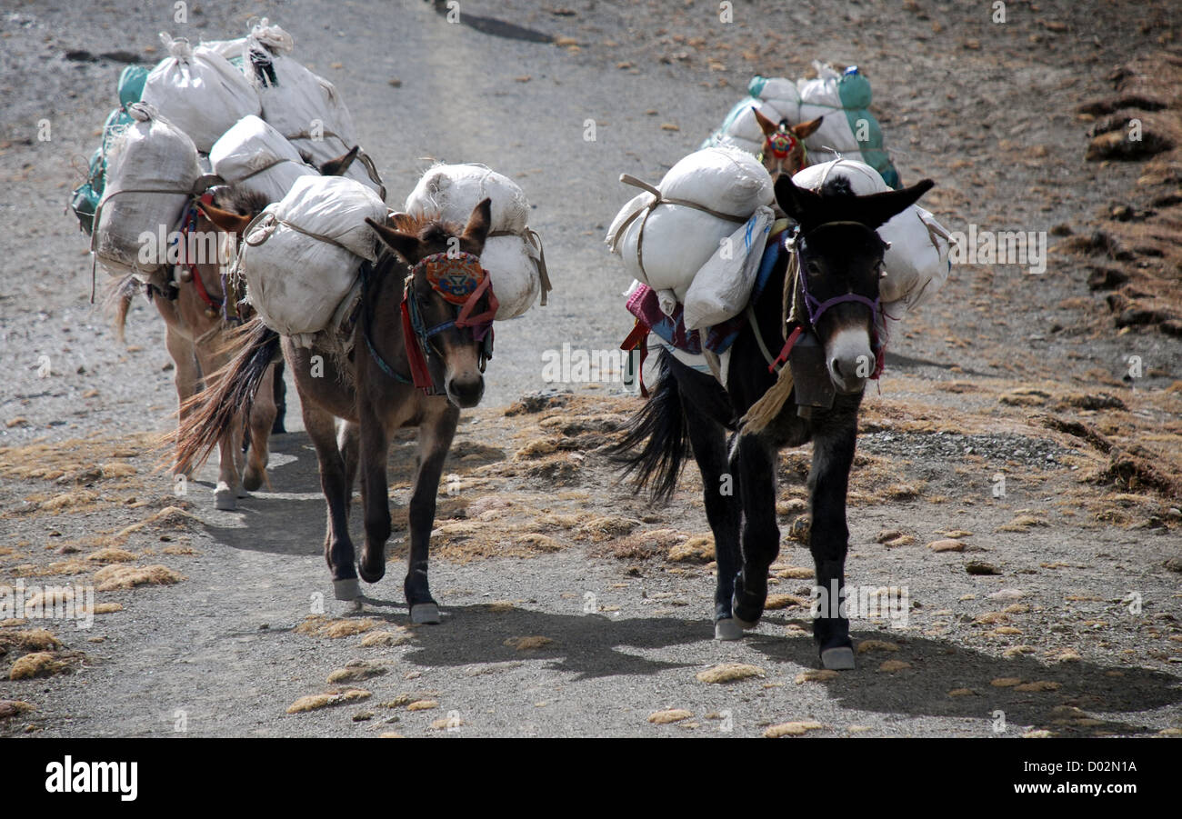 horses carry packs on the Shey la pass in the inner Dolpo region of ...