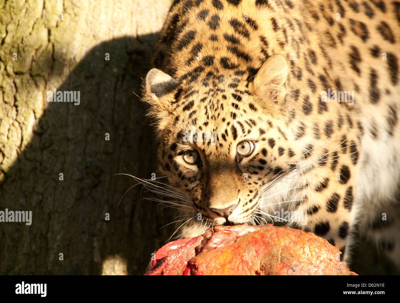 Female amur leopard eating meat hi-res stock photography and images - Alamy