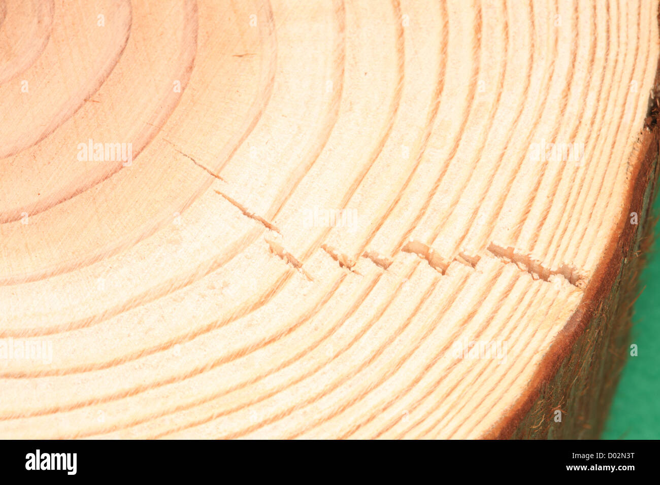 Tree ring hi-res stock photography and images - Alamy