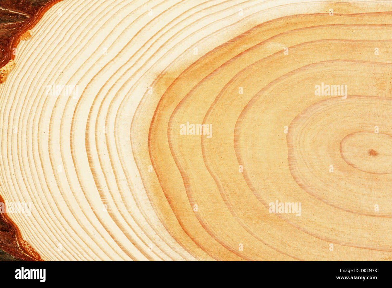 Tree ring hi-res stock photography and images - Alamy