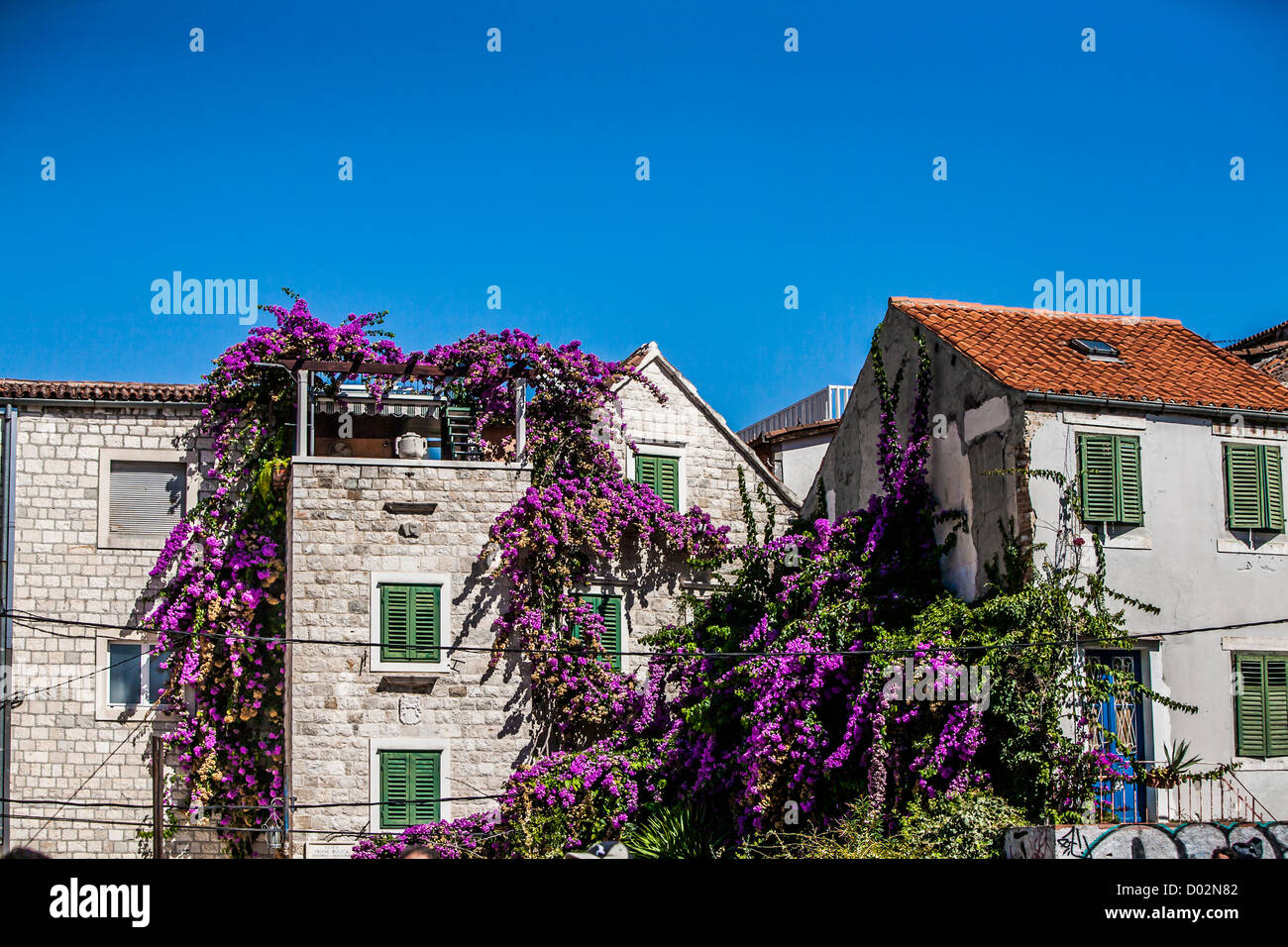 Purple flowers on building in Split City. Croatia Stock Photo - Alamy