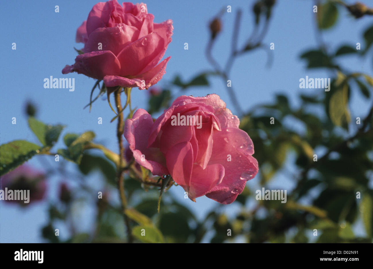 BULGARIA Kazanlak , blossom of damascena rose flower for processing of ...