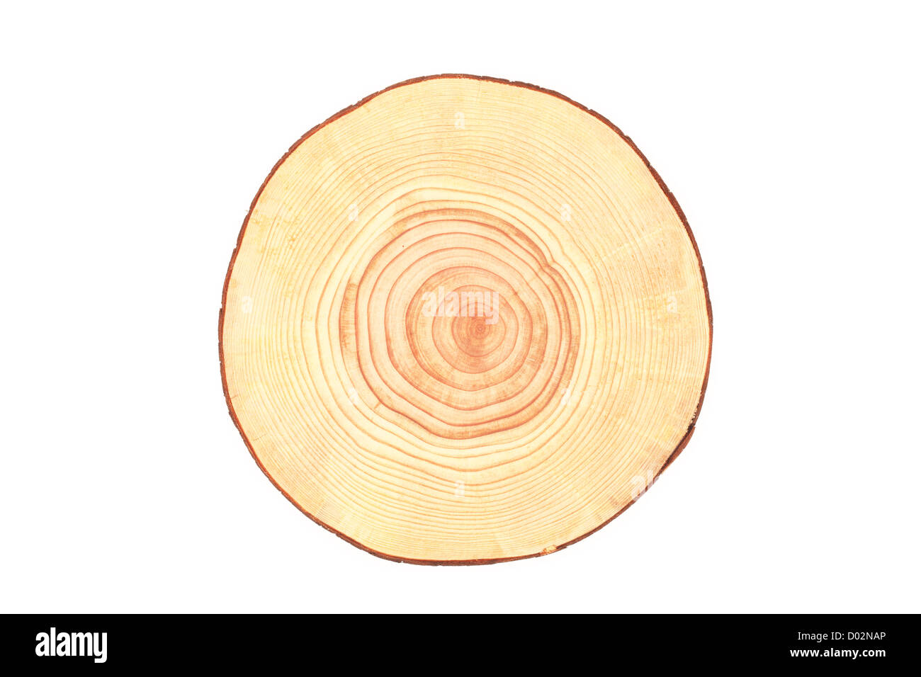 Tree trunk hi-res stock photography and images - Alamy