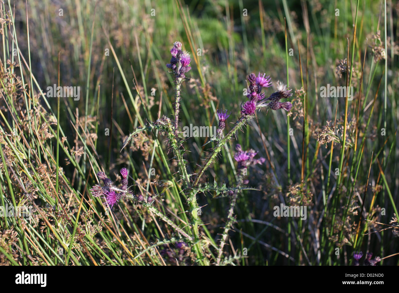 Variegated thistle hi-res stock photography and images - Alamy