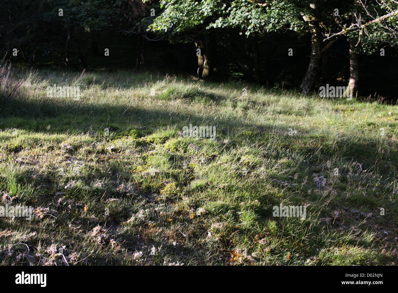 Woodland Clearing, Magic Light, silver glow Stock Photo - Alamy
