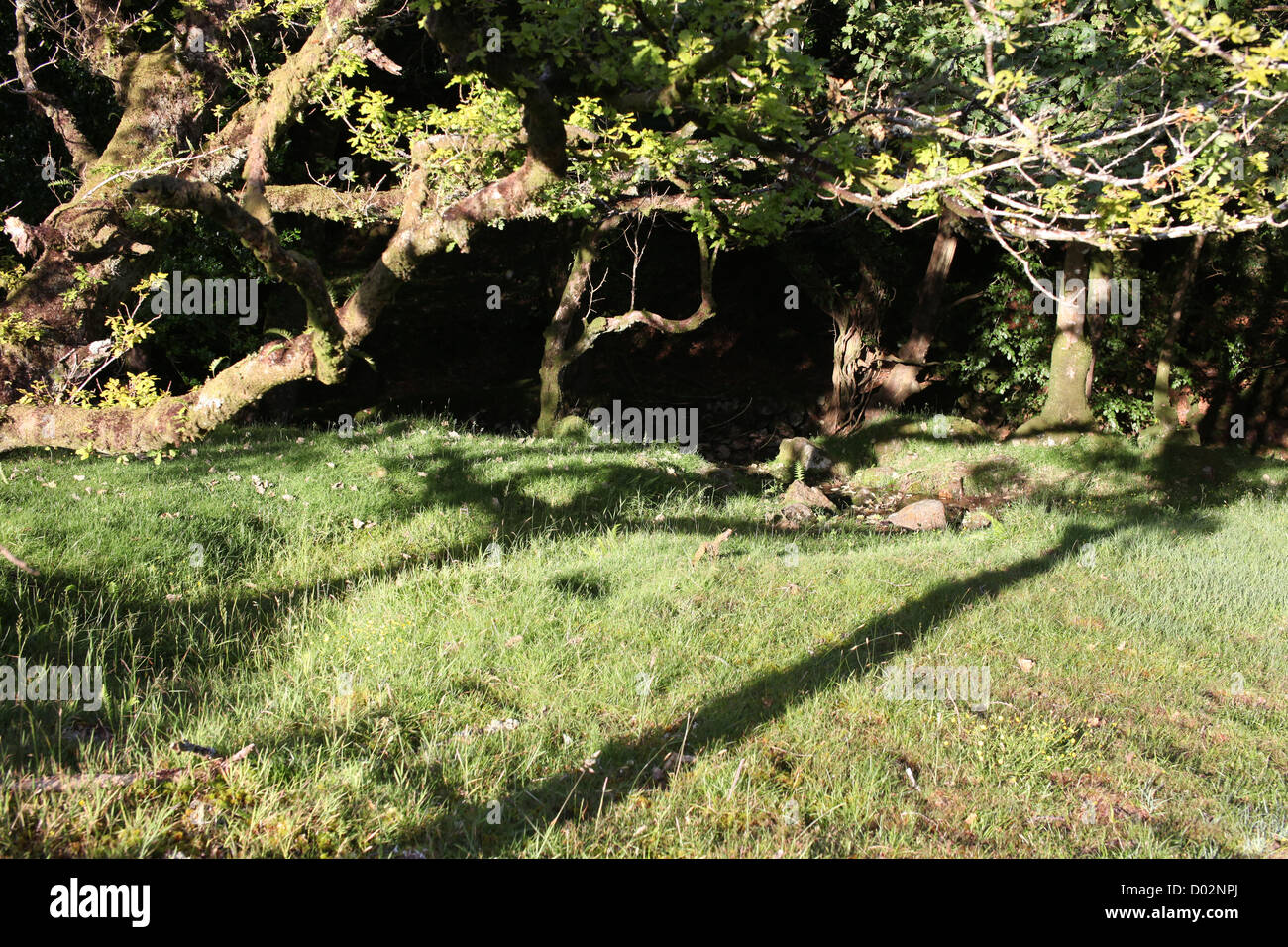 Woodland Clearing, Lovely glade by a river on Dartmoor Stock Photo - Alamy