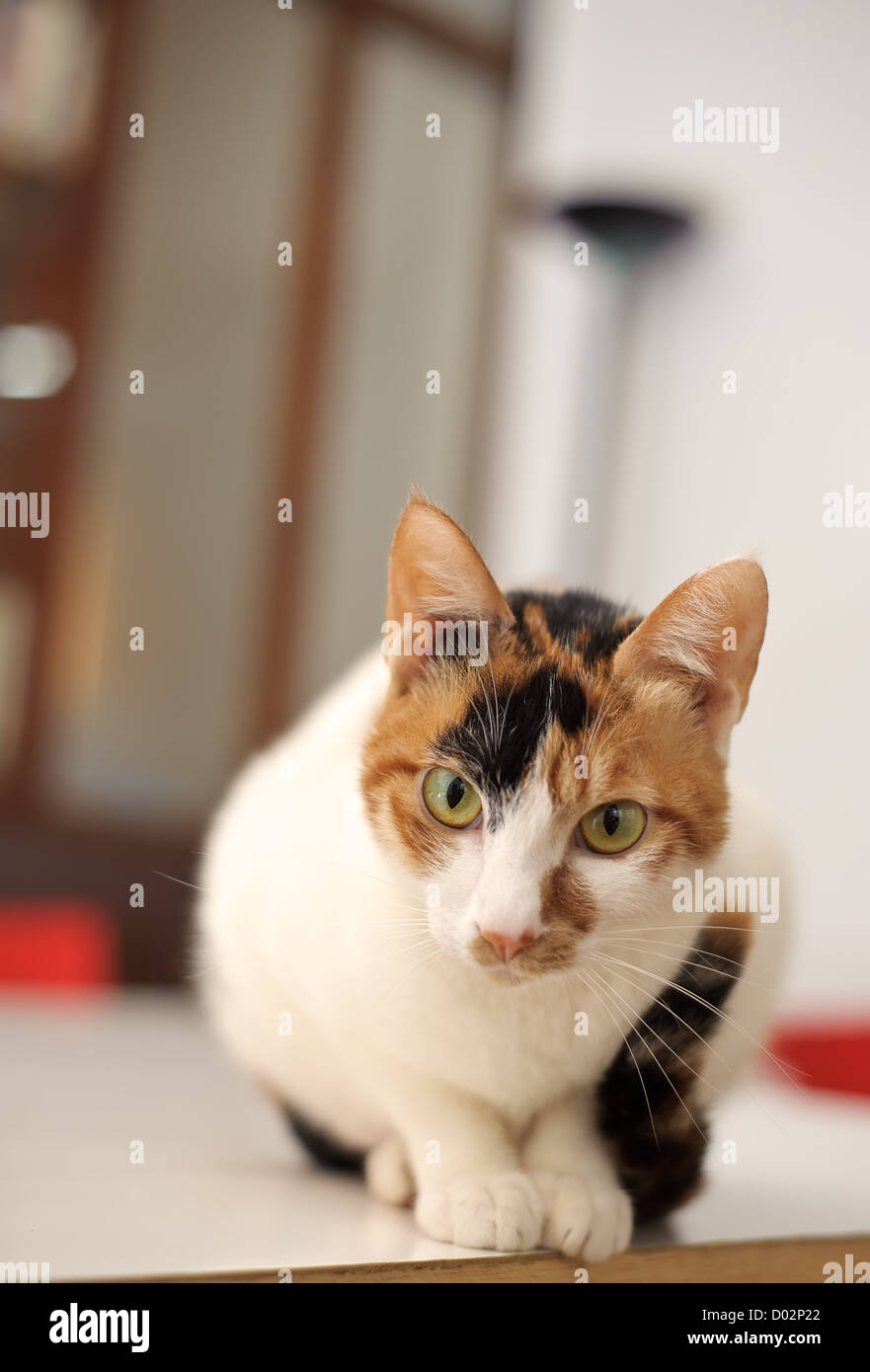 Curious and cut cat stare at you, pet sit on table Stock Photo - Alamy
