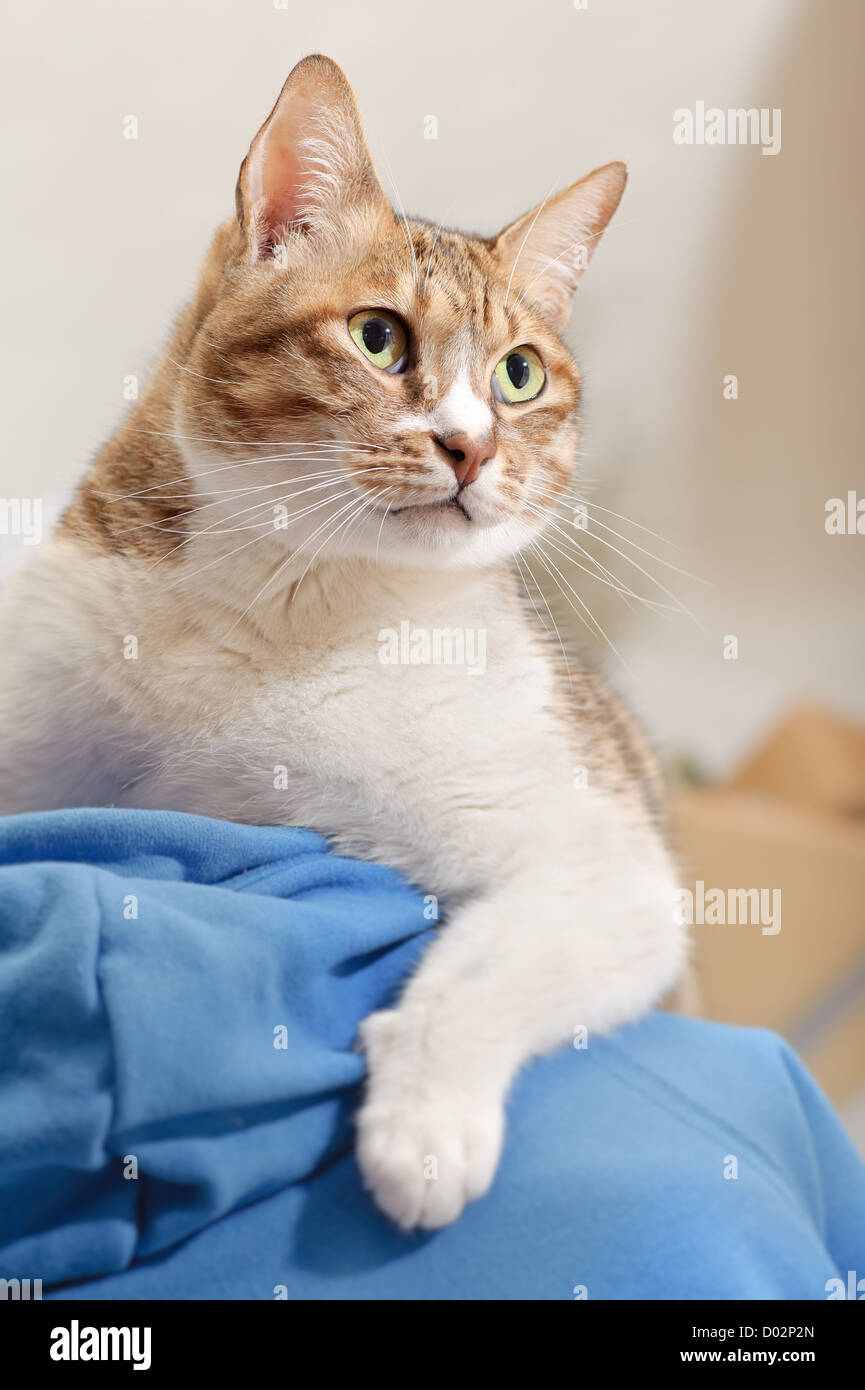 Cat on mans shoulder hi-res stock photography and images - Alamy