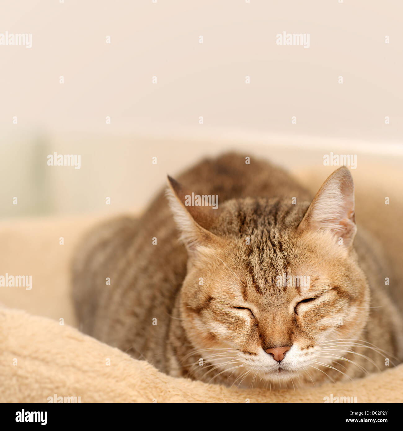Dozed hi-res stock photography and images - Alamy