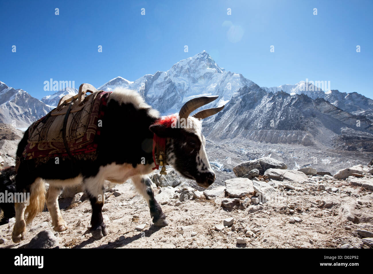 Yak wool coat hi-res stock photography and images - Alamy
