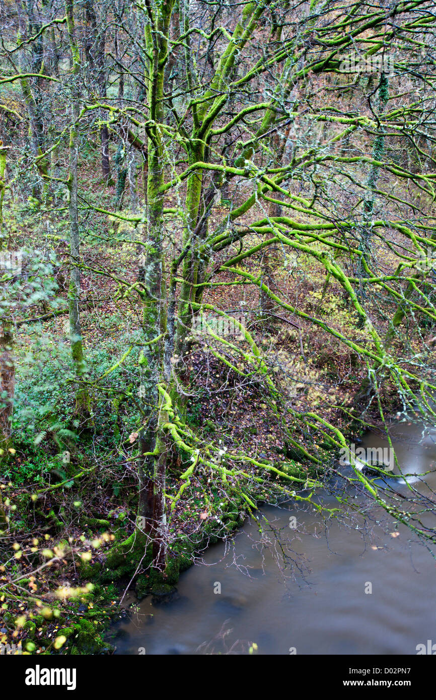 Moss covered trees hi-res stock photography and images - Alamy