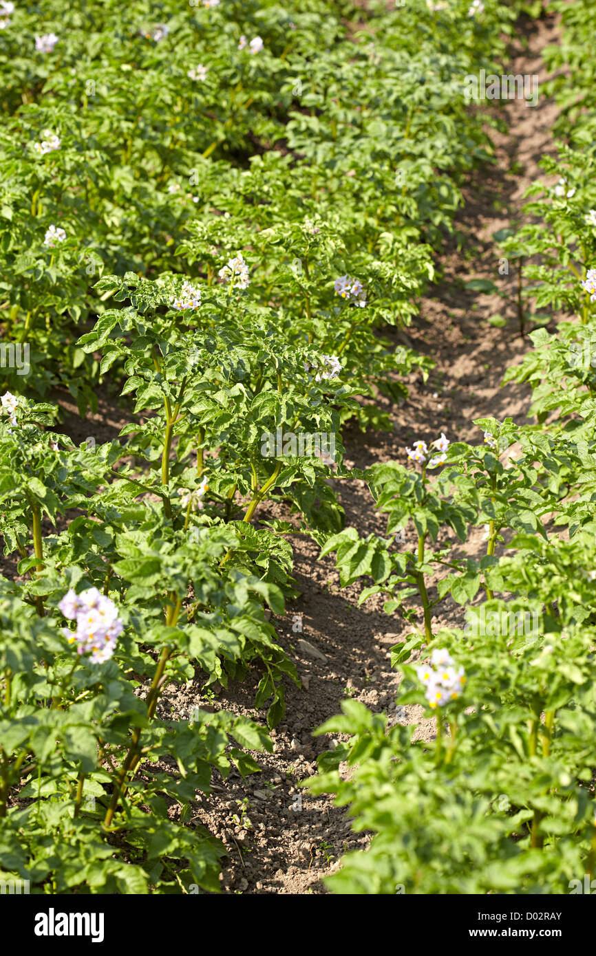 Potato haulm hi-res stock photography and images - Alamy