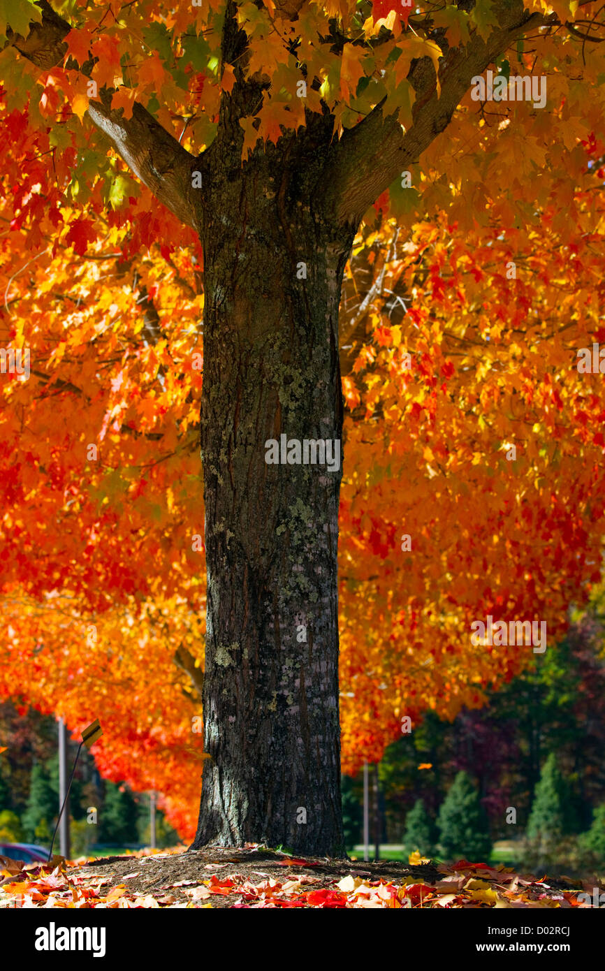 Autumn Colors in North Carolina, USA Stock Photo - Alamy
