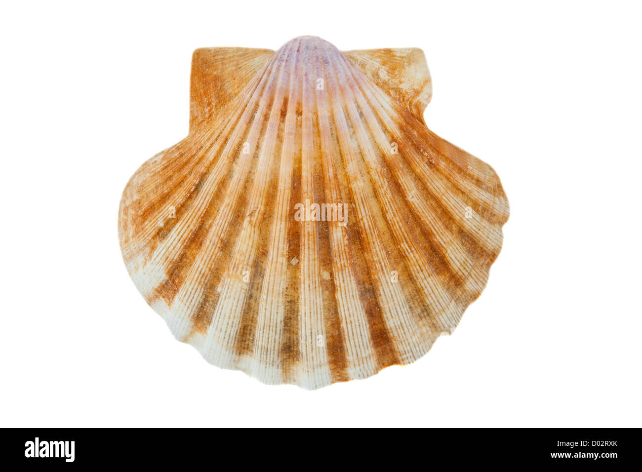 Symbol of pilgrim. Scallop shell isolated over white Stock Photo - Alamy