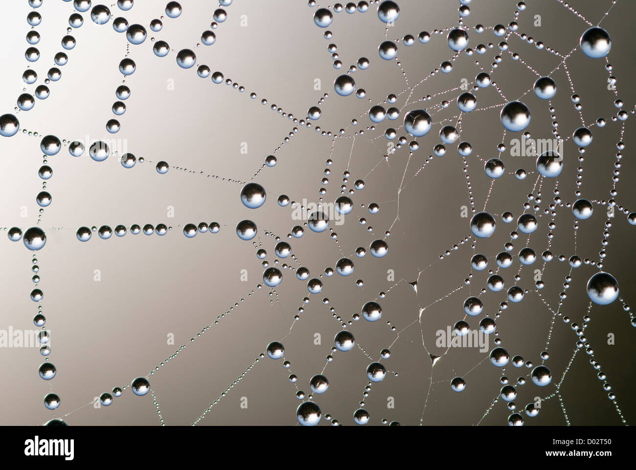 close up view of a spider web Stock Photo - Alamy