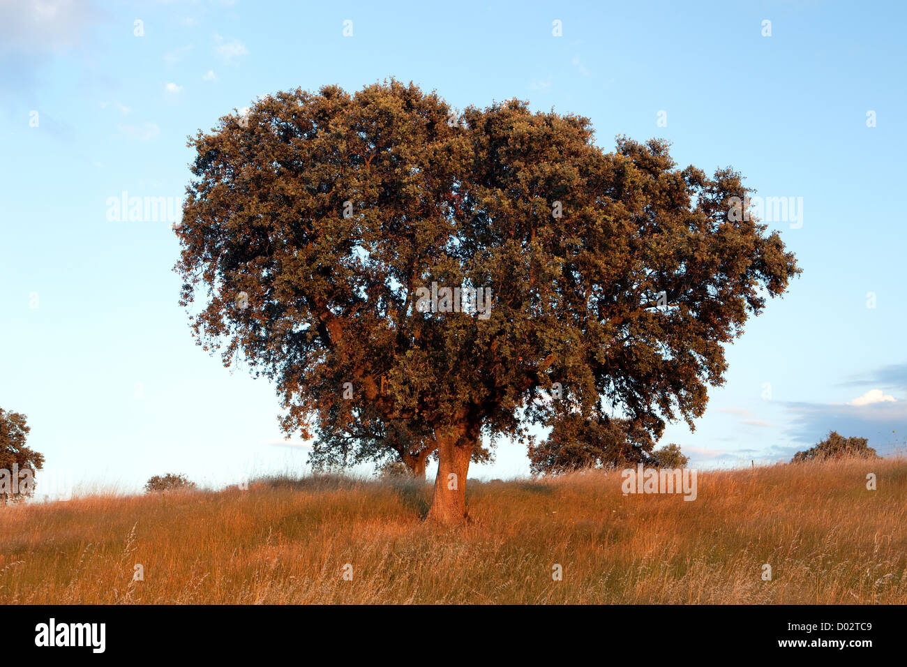 Large lone tree surrounded by blue sky Stock Photo - Alamy