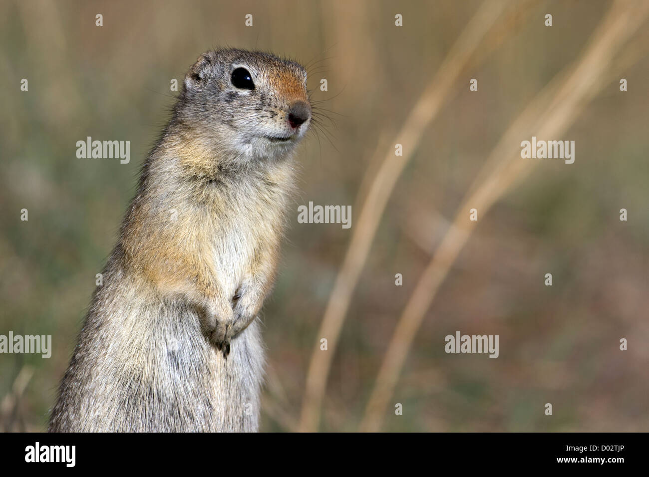 Groundhog close up hi-res stock photography and images - Alamy