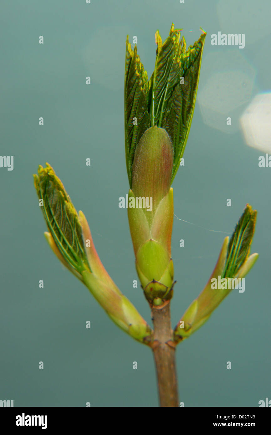 Spring time birth hi-res stock photography and images - Alamy