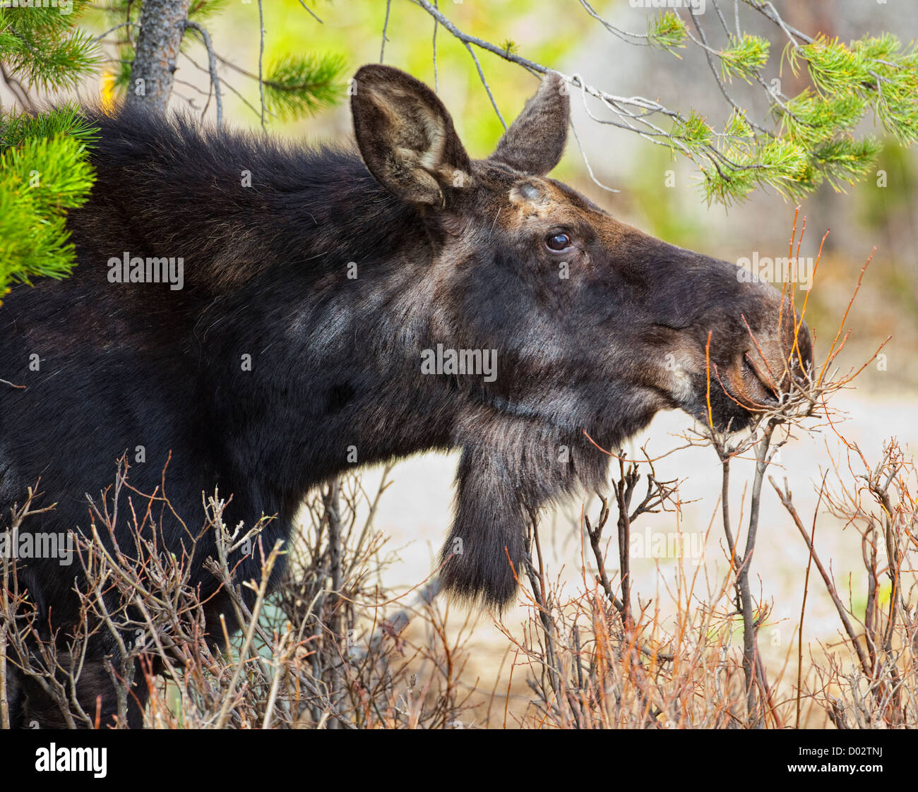Moose eating hi-res stock photography and images - Alamy