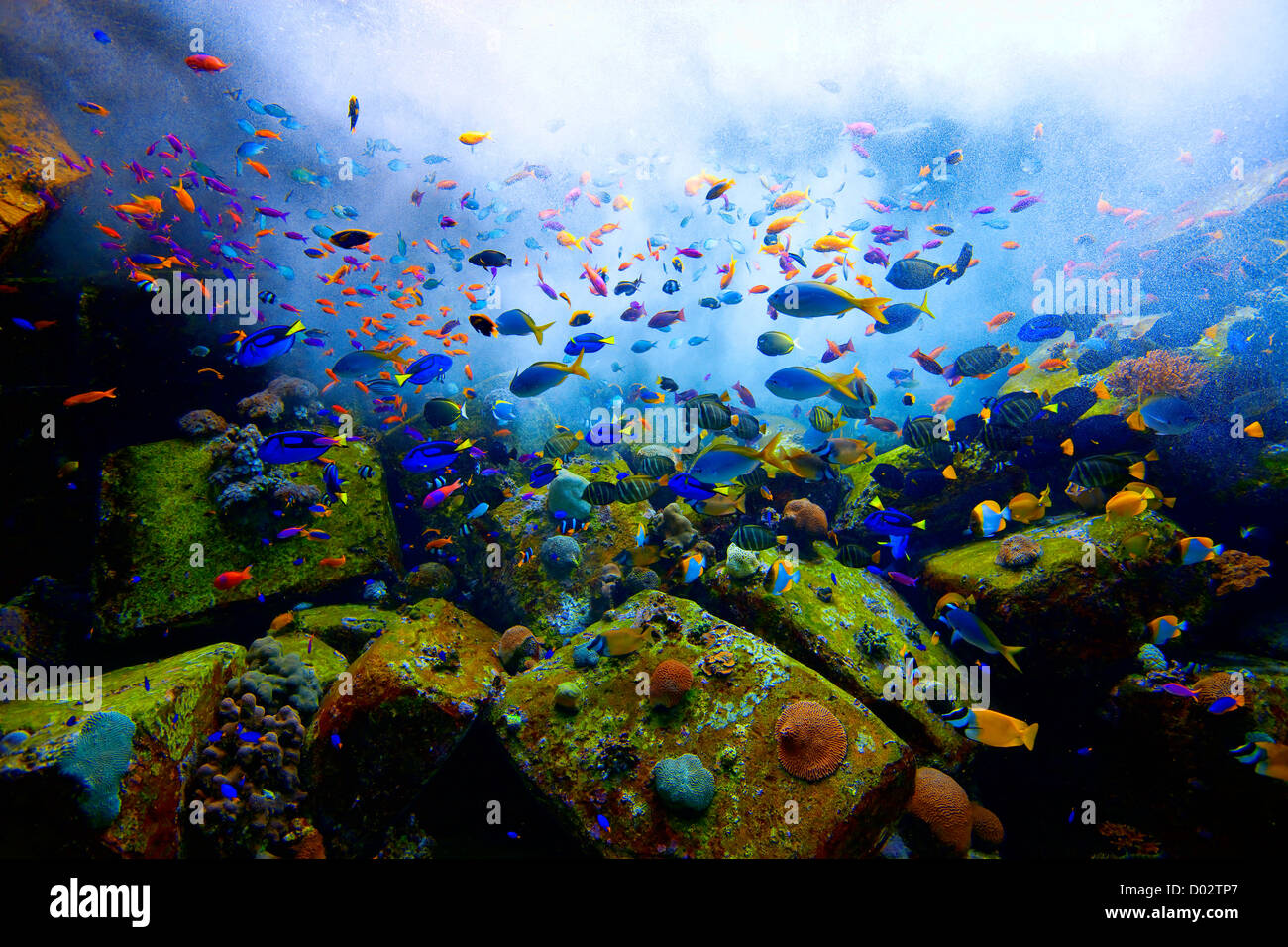 Oxygen is pumped into an aquarium with fish and corals Stock Photo - Alamy