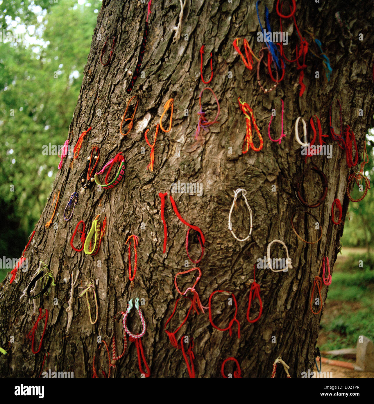 Whats Killing Trees In The Northwest