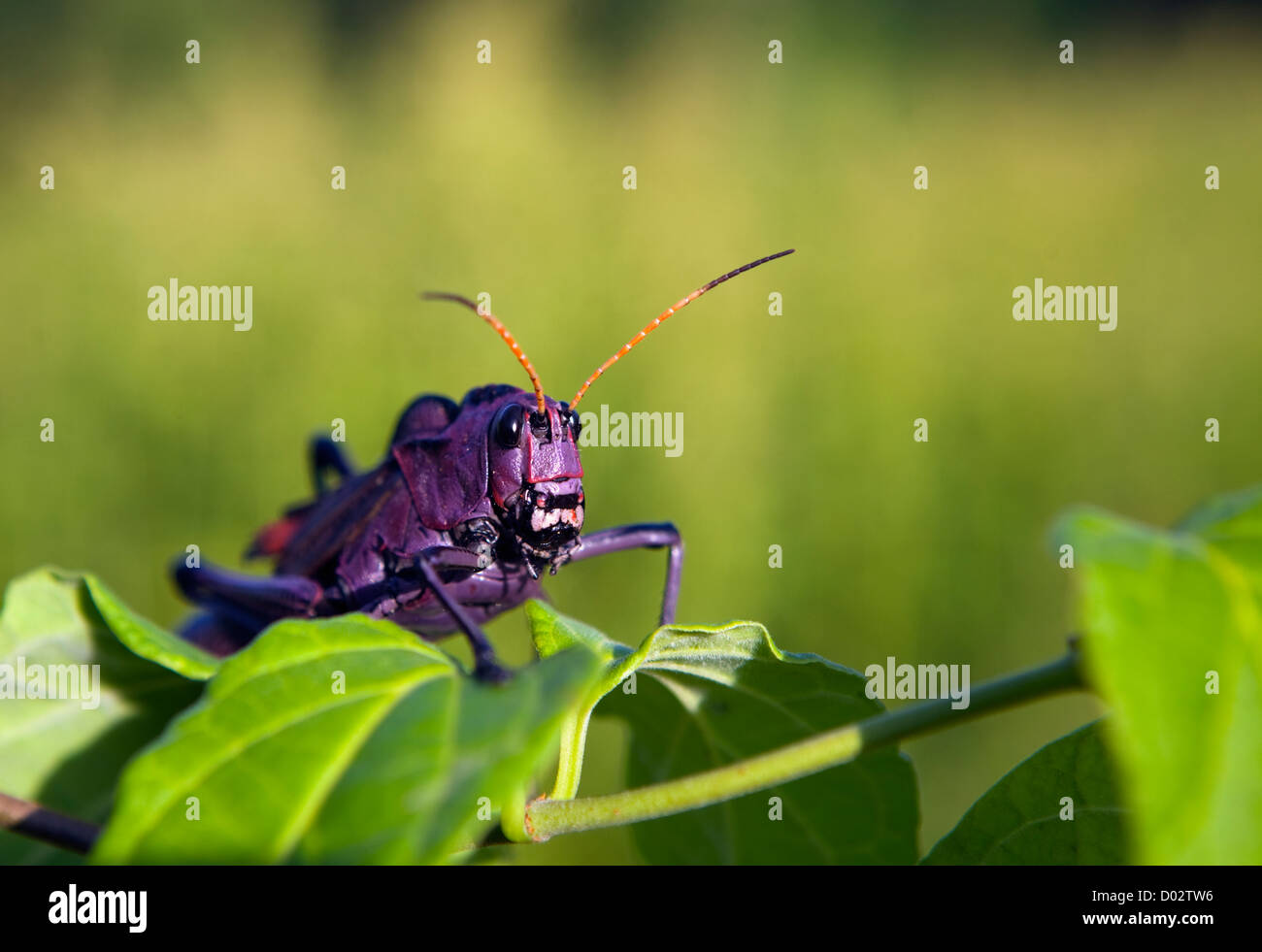 Red Winged Grasshopper High Resolution Stock Photography and Images - Alamy