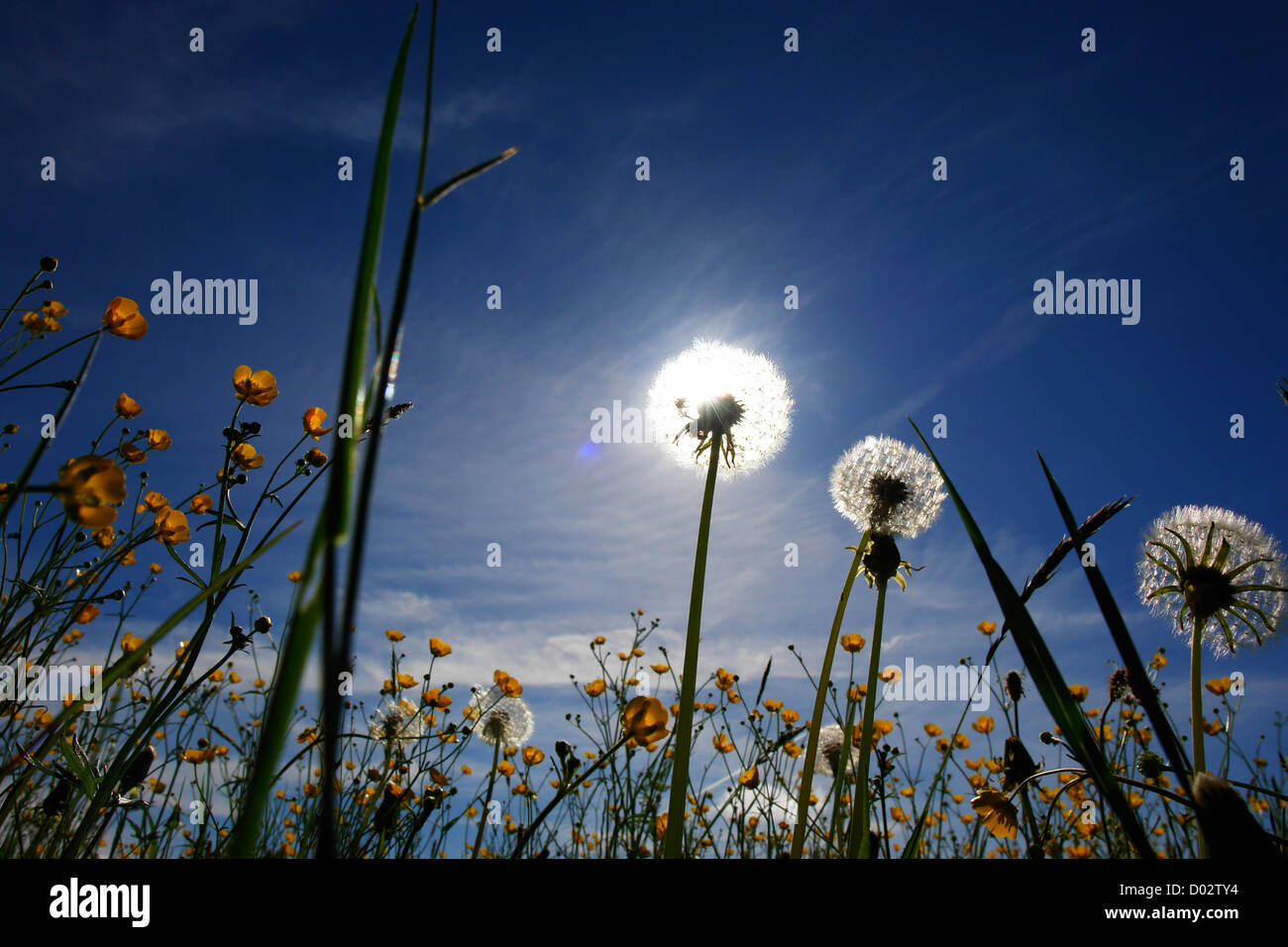 beautiful spring flowers blow balls against sky and sun Stock Photo - Alamy