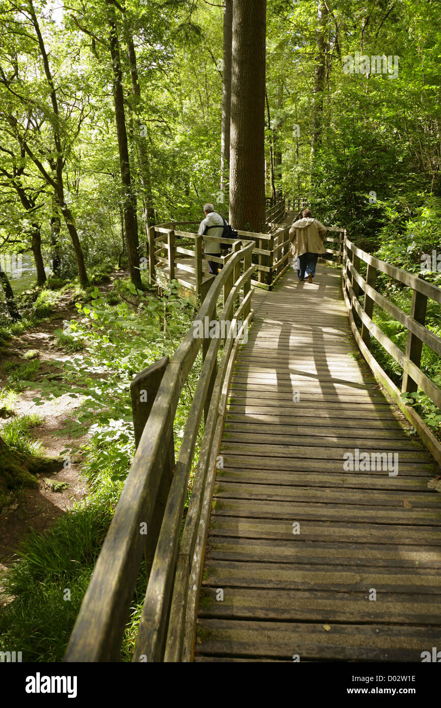 Boardwalk in woodland near Betws-y-Coed, Conwy, North Wales Stock Photo ...