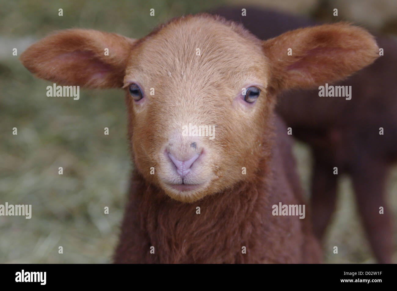 a brown lamb against a blurred background Stock Photo - Alamy