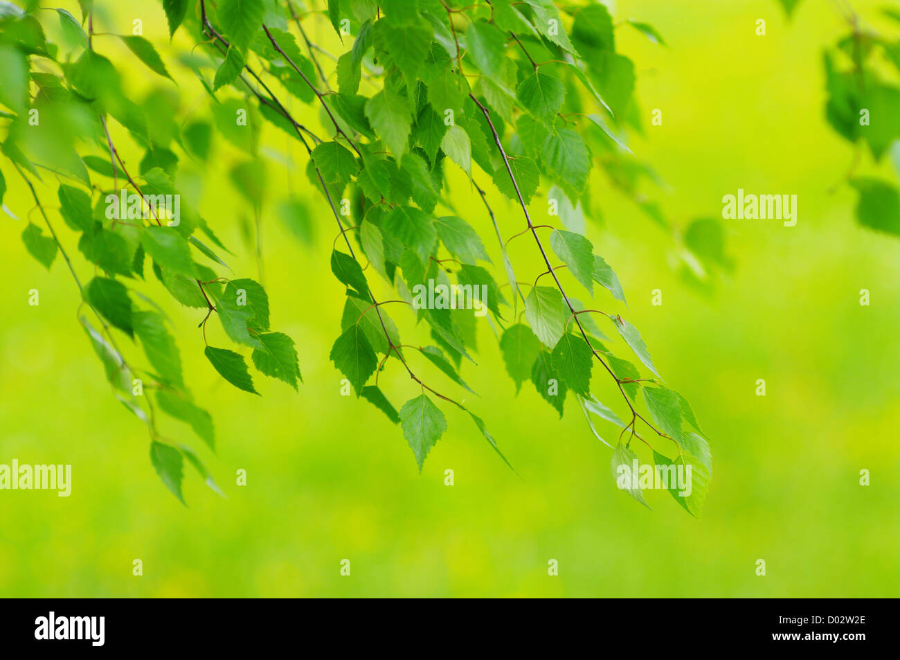 green leaves foliage at springtime outside in the nature Stock Photo ...