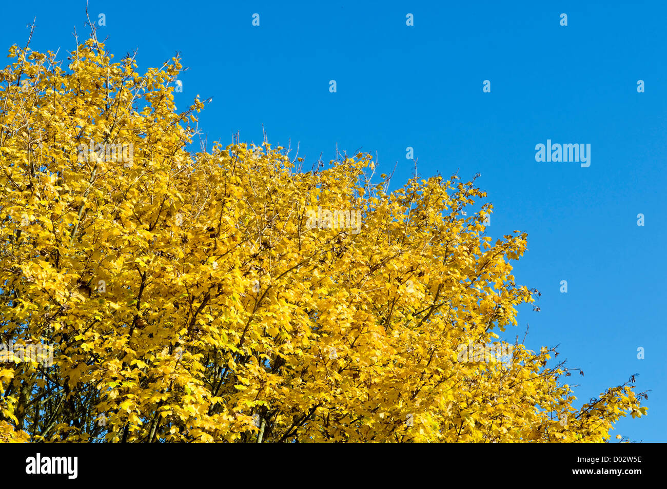 Beautiful autumn colours stand out against blue sky in Bristol, UK ...
