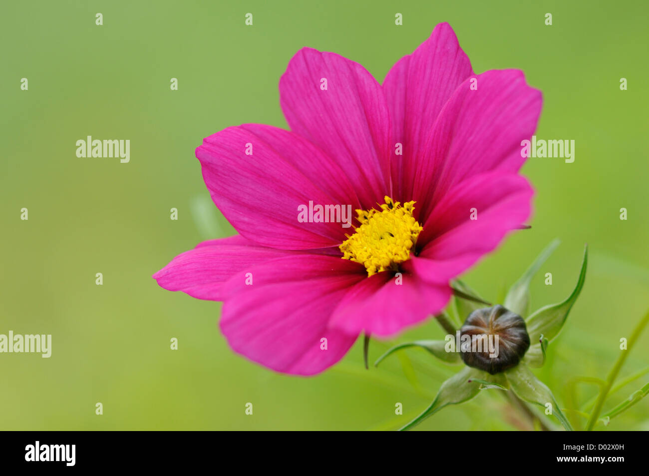 Cosmos flower hi-res stock photography and images - Alamy