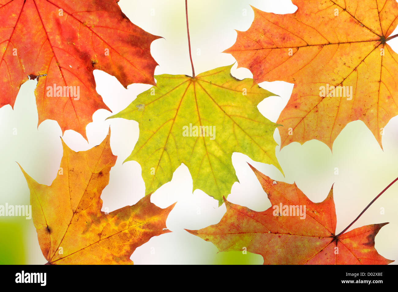 Close up maple leafs hi-res stock photography and images - Alamy