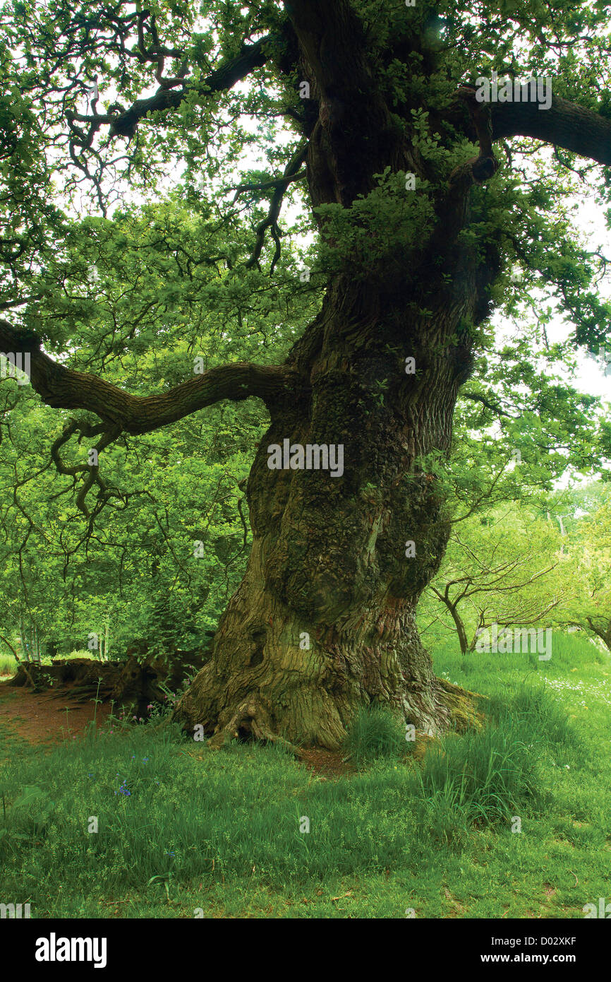 Chatelherault Country Park Stock Photos & Chatelherault Country Park ...