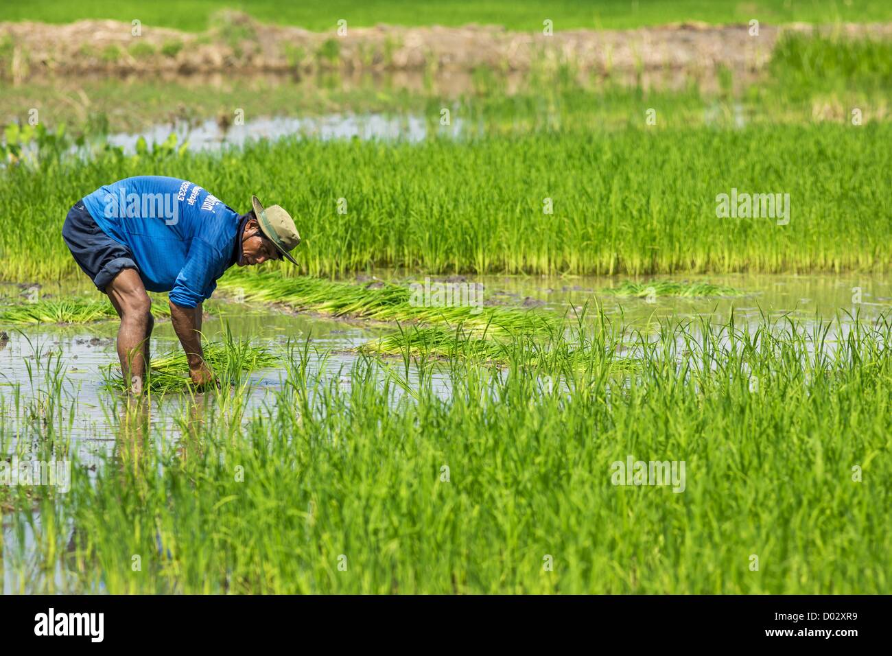 Nov. 15, 2012 - Pathum Thani, Pathum Thani, Thailand - A farmer ...