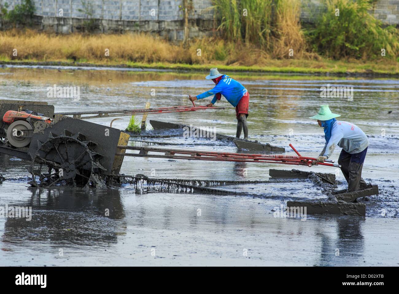 Thailand rice pathum thani not bangkok hi-res stock photography and ...