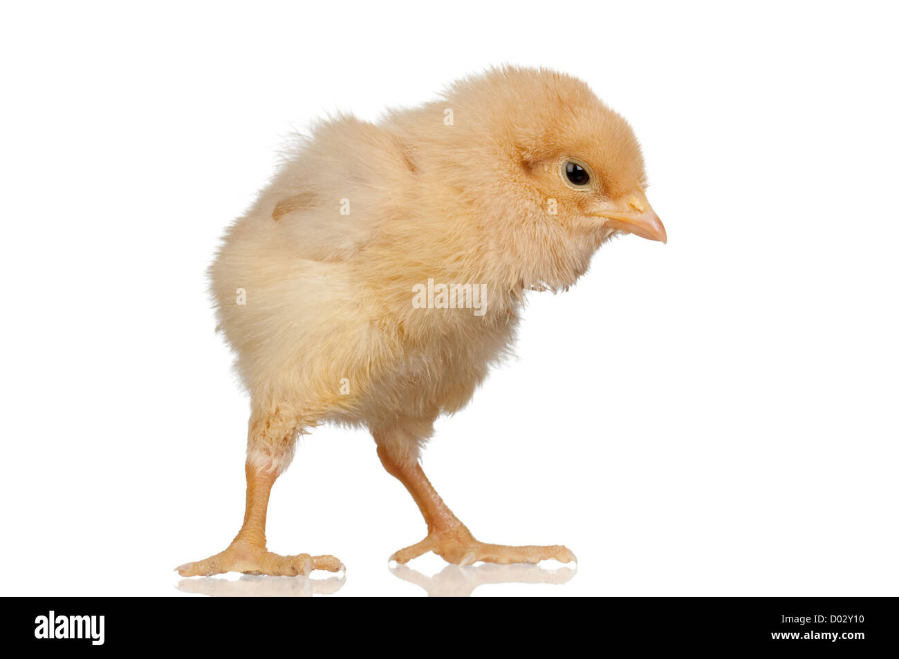 Little yellow chicken isolated on white background Stock Photo - Alamy