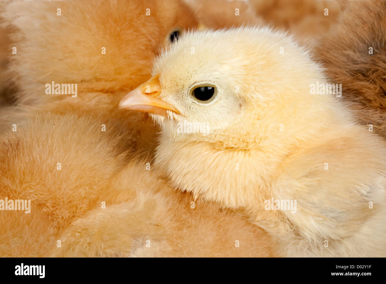 Yellow chicken with many chicks huddled around Stock Photo - Alamy