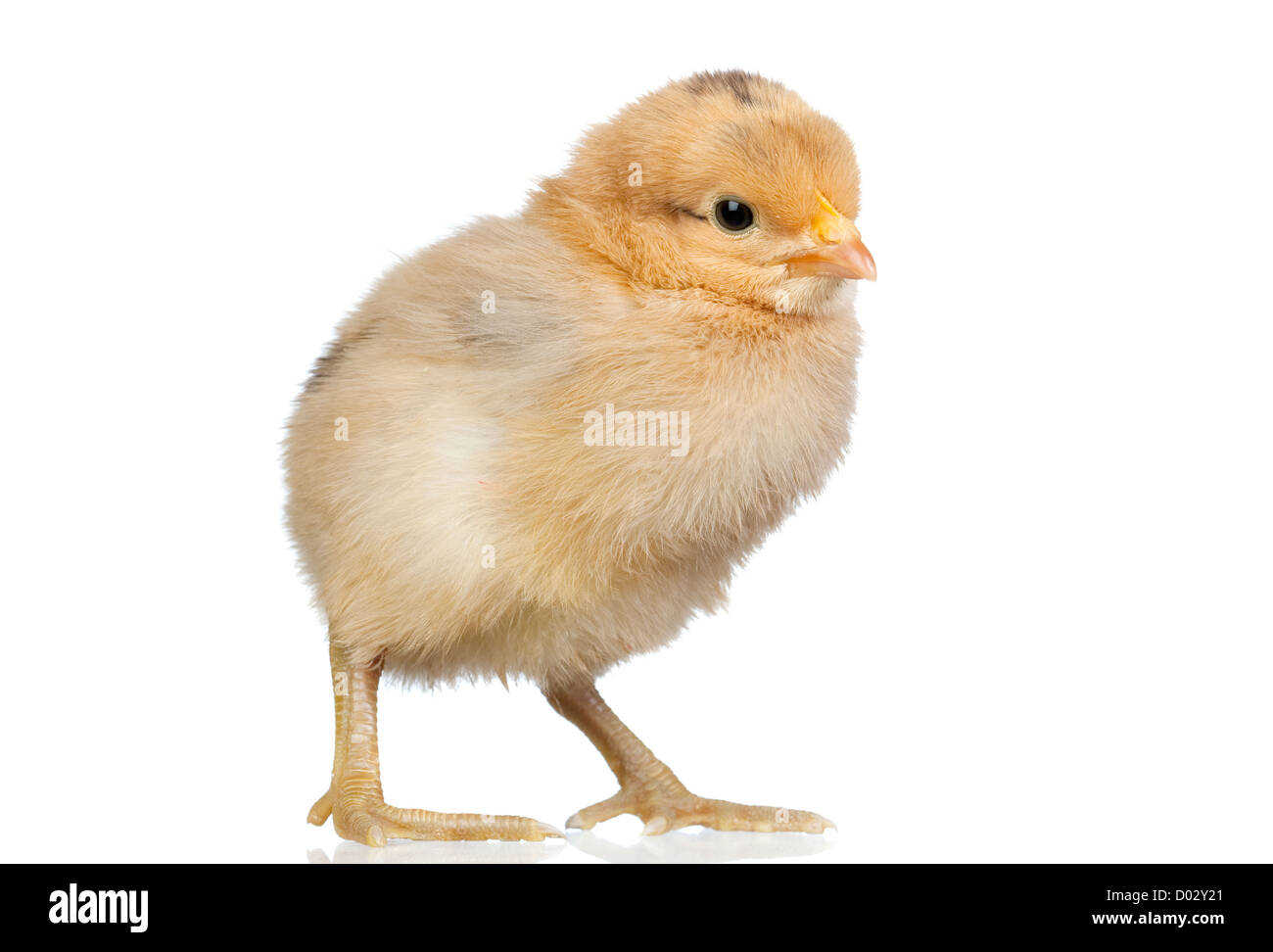 Little yellow chicken isolated on white background Stock Photo - Alamy
