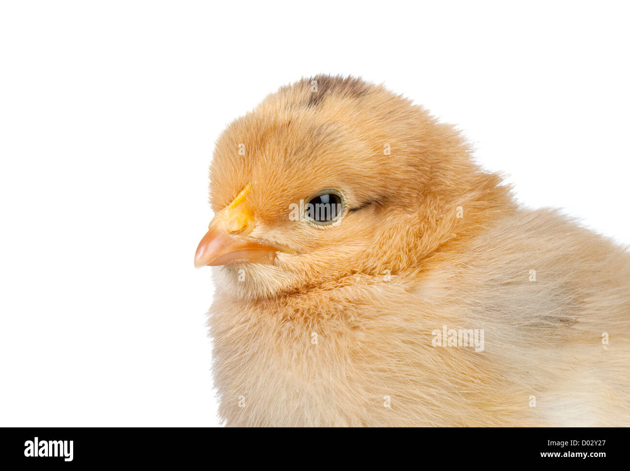 Little yellow chicken isolated on white background Stock Photo - Alamy