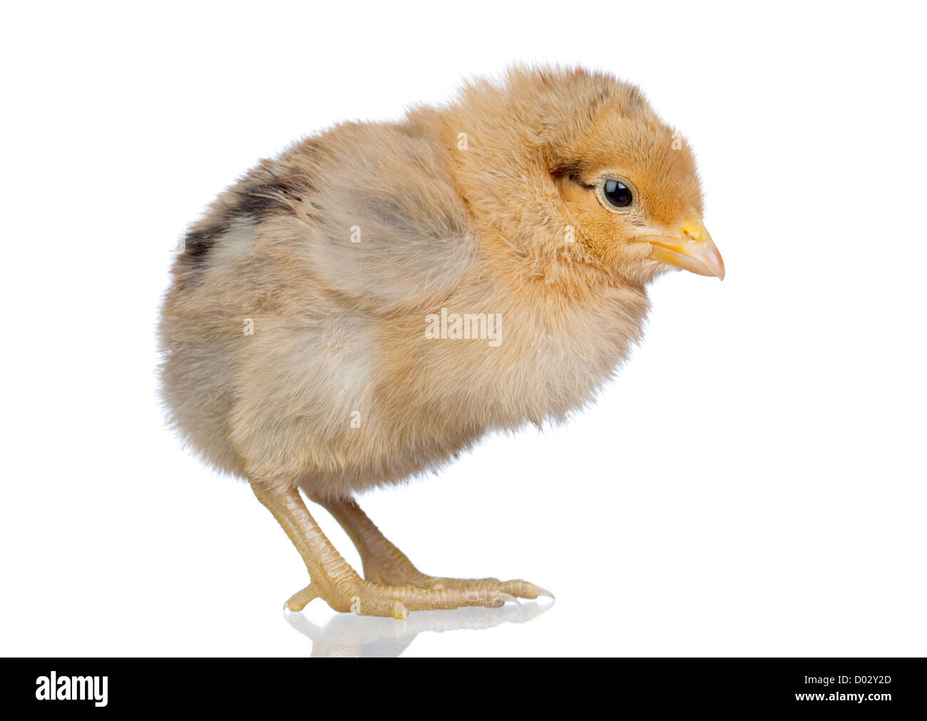 Little yellow chicken isolated on white background Stock Photo - Alamy
