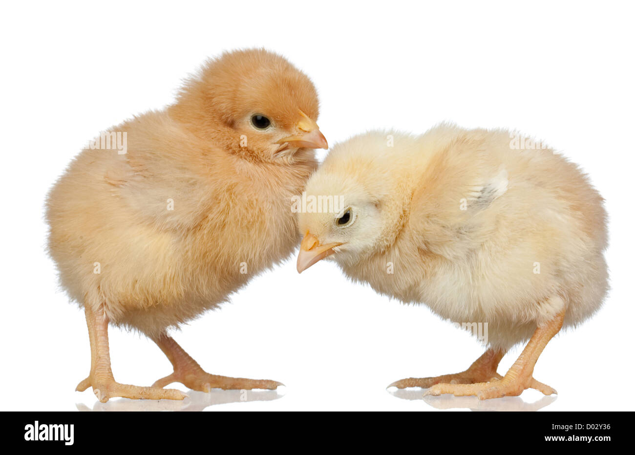 Two little yellow chicken isolated on white background Stock Photo - Alamy