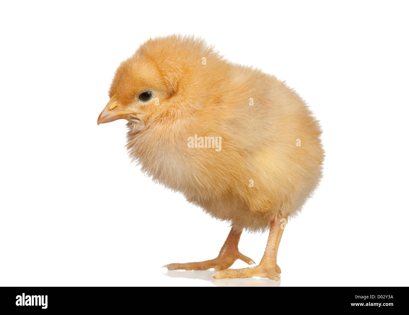 Little yellow chicken isolated on white background Stock Photo - Alamy