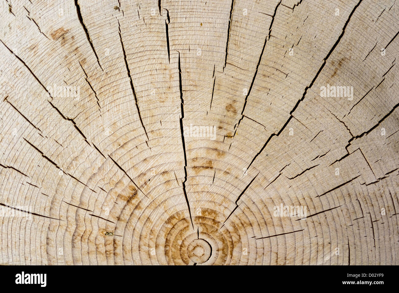 Stem rings hi-res stock photography and images - Alamy