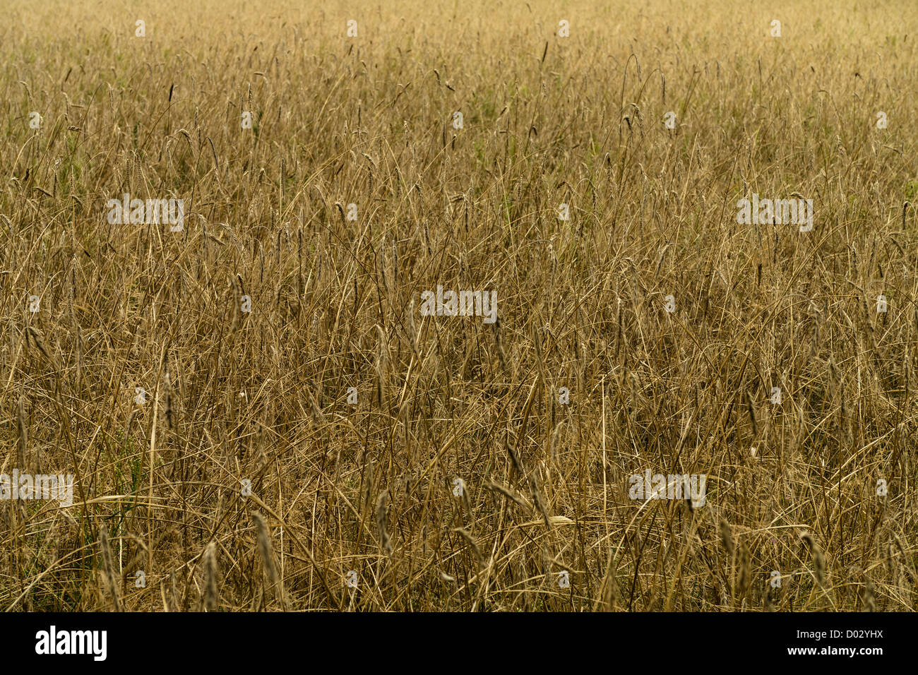 Grain yields hi-res stock photography and images - Alamy